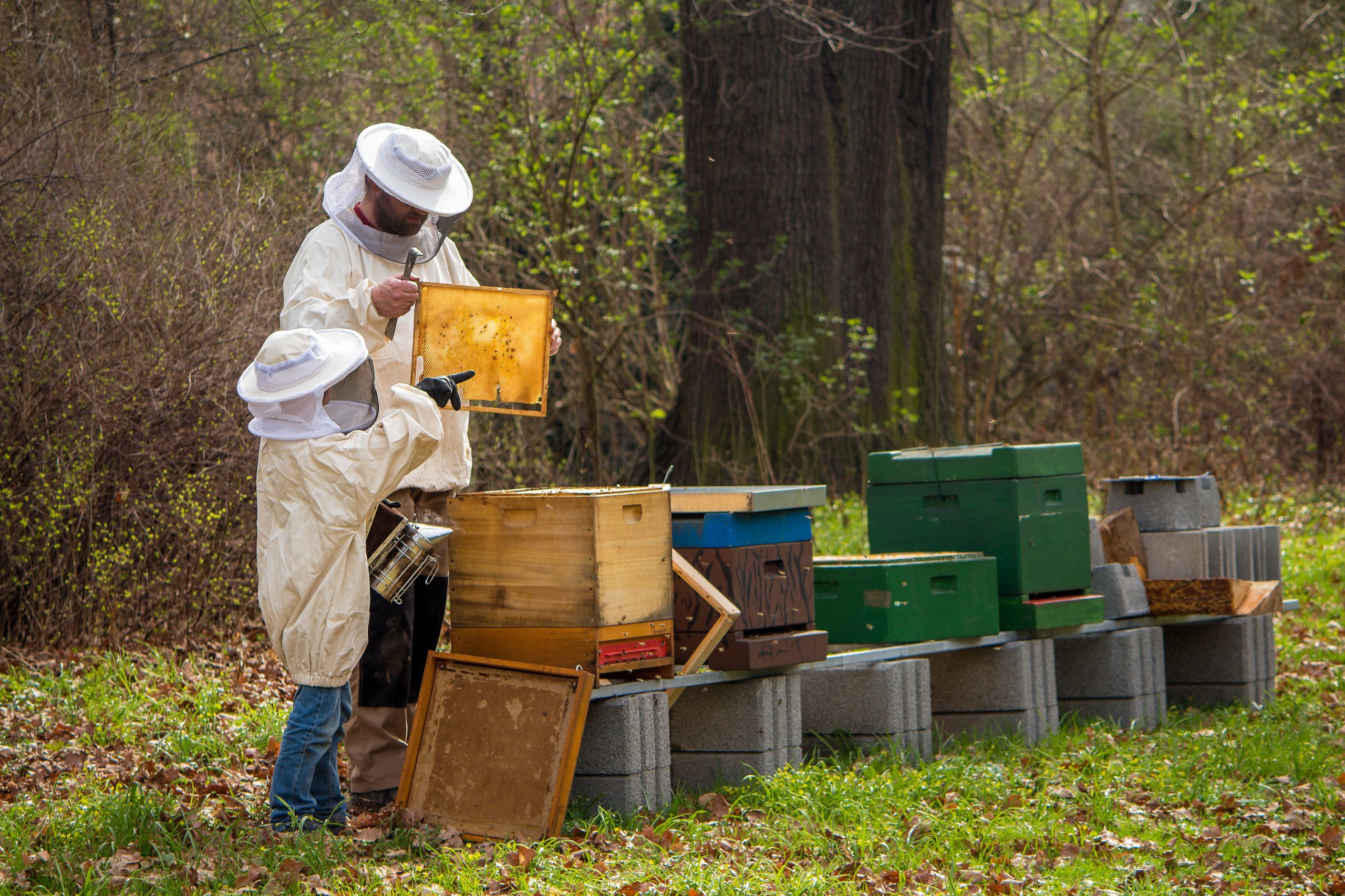 Soll Ich Bienen Halten Bienen Imkerei